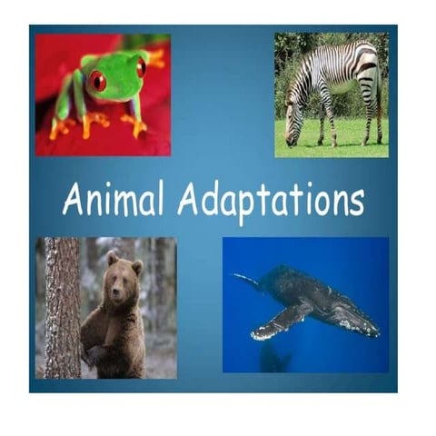 Animals adaptation | PPTX
