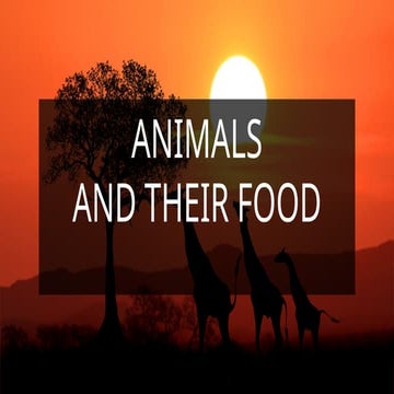 Classification of animals based on the food they eat | PPTX