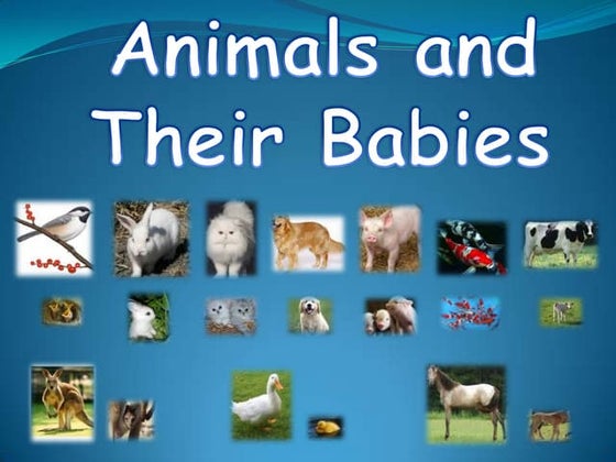 At The Zoo - Animals | PPT