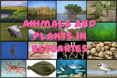 Estuary Animals And Plants List