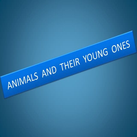 Animals and their young ones | PPTX