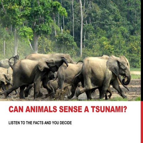 Animals and tsunami | PPTX