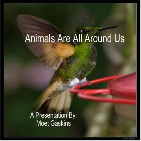 Animals Are All Around Us | PPT
