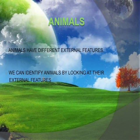 Animals blog | PPT