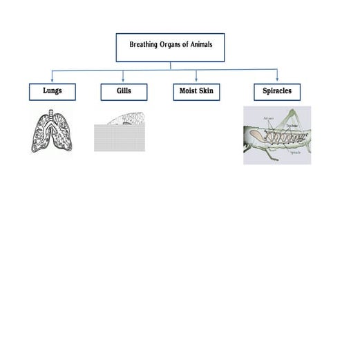 Animals breathing organs and examples animals | PDF