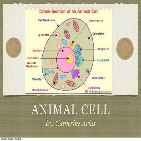 Animal Cell Analogy | PPTX