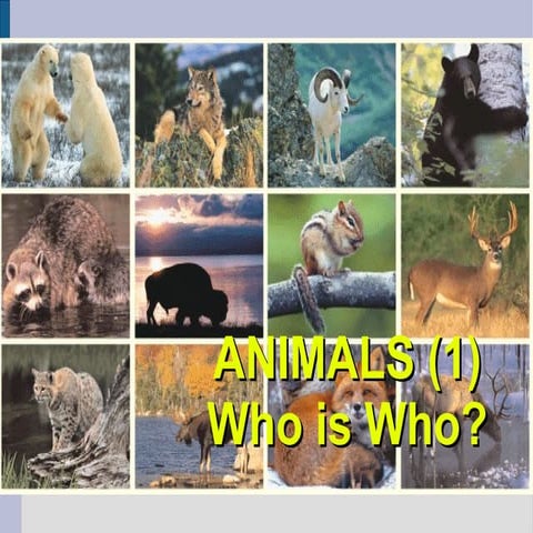 Describing animals | PDF