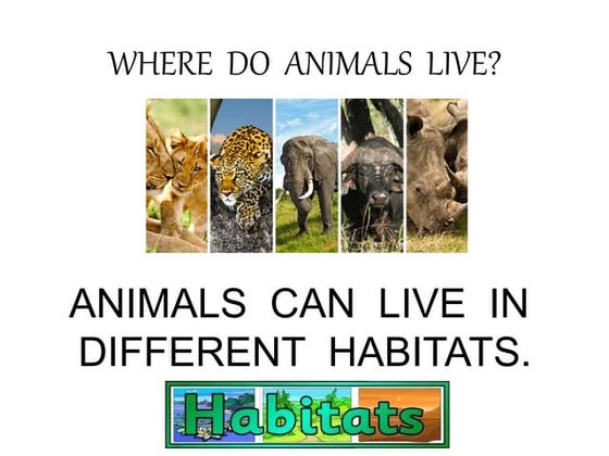 The animals and their habitats | PPT