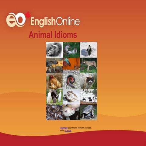 Animals idioms | PPT
