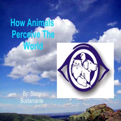 Animal Sight | PPT