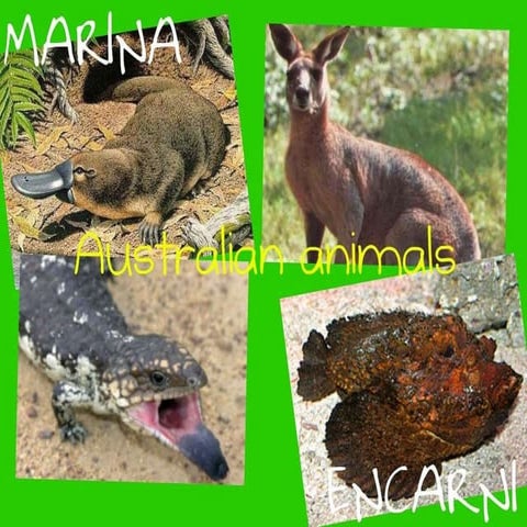 Animals in Australia | PPT