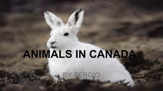 Animals in canada | PPT