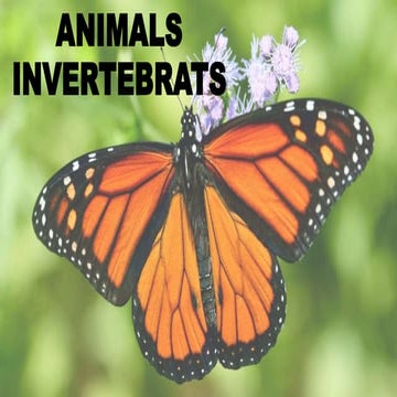 Animals invertebrats | PPT