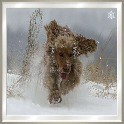 Animals in winter | PPSX