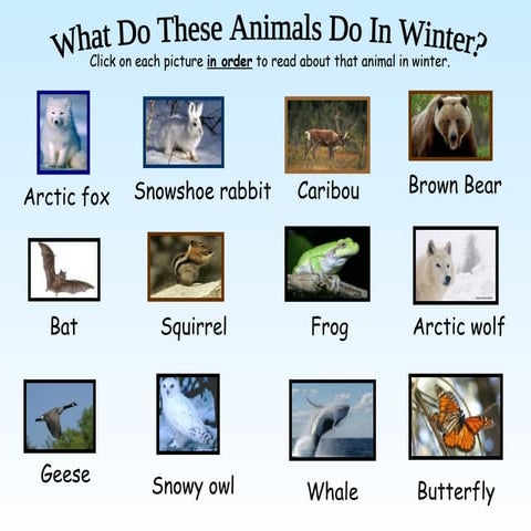 Animals in winter | PPT
