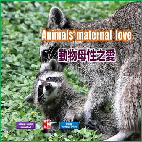 Animals‘ maternal love (動物母性之愛).ppsx