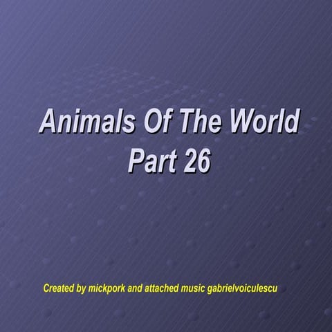 Animals Of The World Part 26 | PPS