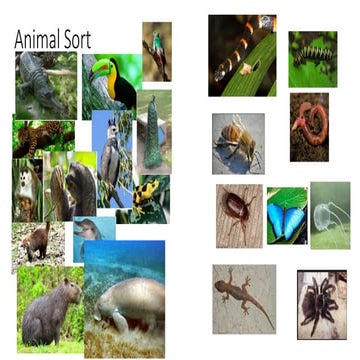 Animal sort | PPT