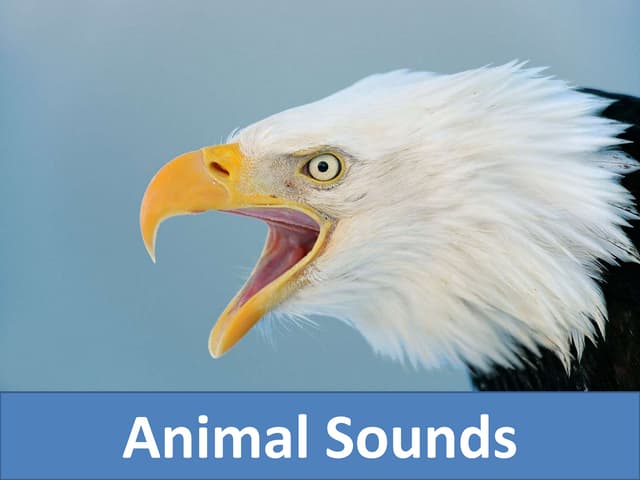 Animals powerpoints for kids | PPTX