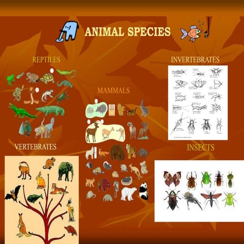 Zoo animals and adjectives | PPS