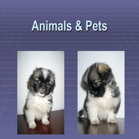 Animals & Pets | PPT | Zoos & Aquariums | Attractions