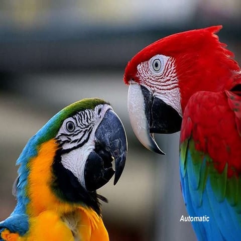 Animals photos | PPS