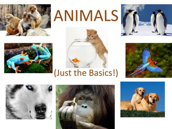 Animal adaptations introduction | PPT