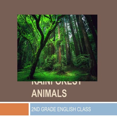 Rainforest Animals presentation | PPT