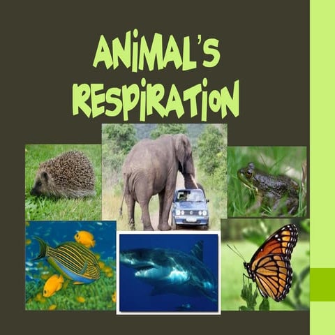 Animal’s respiration 5 year | PPS