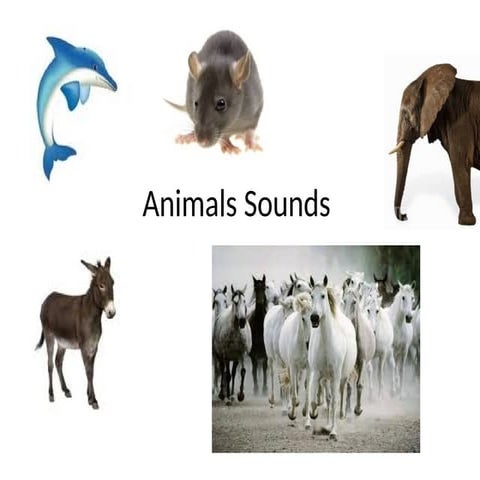 Animals Sounds of a wide range of animals | PPTX