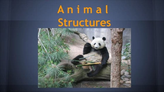 Chart vertebrates | PDF