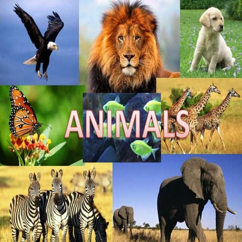 Animals unit 3 ppt | PPT