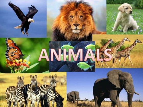 Herbivores,carnivores and omnivores | PPT | Zoos & Aquariums | Attractions