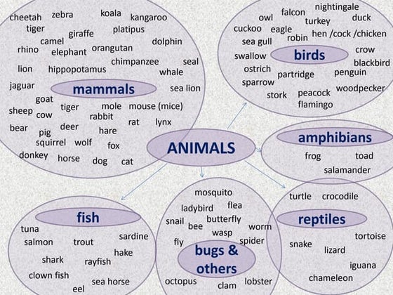 Animals | PPT
