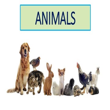 Animals vocabulary y1 | PPTX