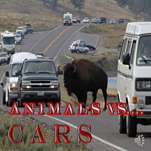 Animals vs cars (v.m.) | PPSX