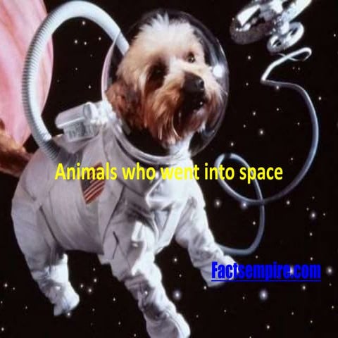 Animals who went into space | PPTX