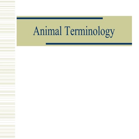 Animal terminology | PPT