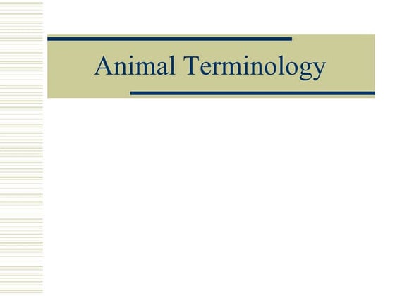 Livestock terminology | DOCX