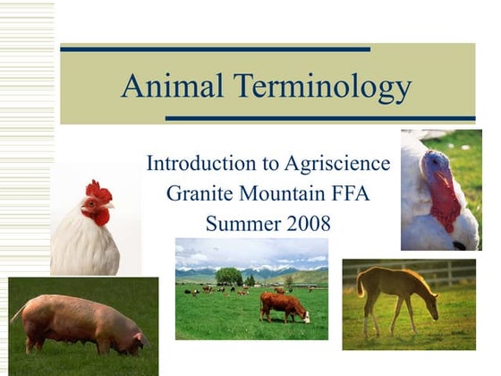 Livestock terminology | DOCX