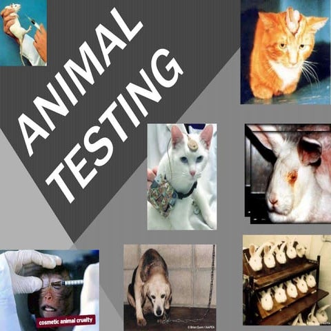 Animal testing | PPTX