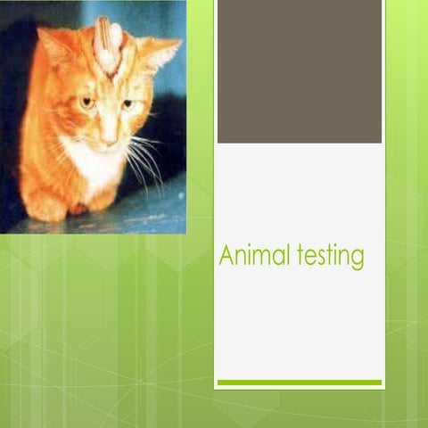 Animal testing for year seven | PPTX