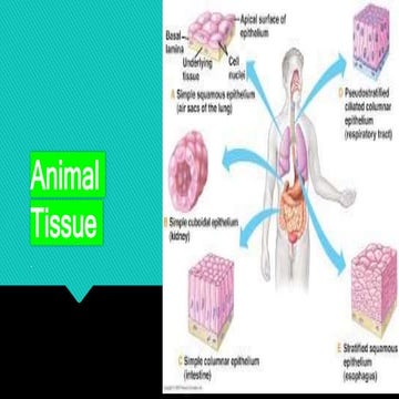 Animal tissue | PPTX