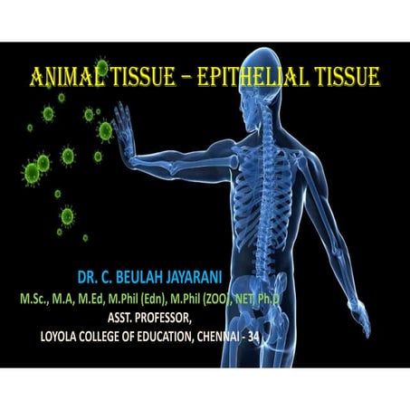 Animal tissue epithelial tissue | PDF