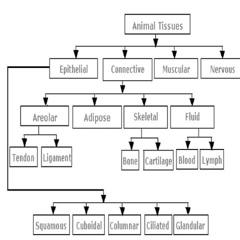 Animal tissues | PPT | Biological Sciences | Science