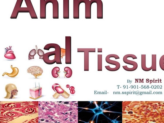 Anatomy and physiology of human tissues.pptx | Biological Sciences ...
