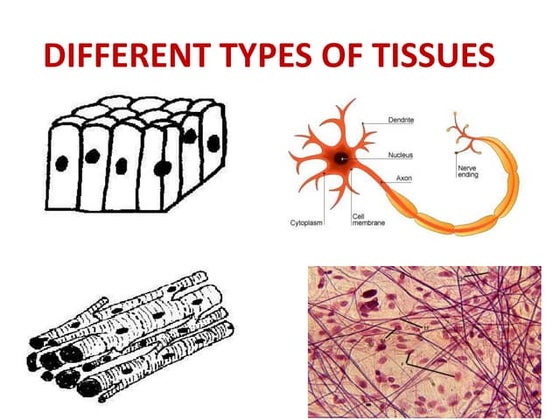 Animal tissues | PPT