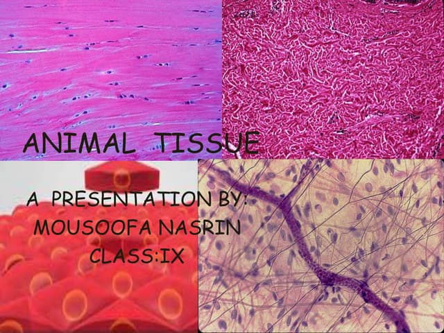 types of animal tissues class 9 | PPTX