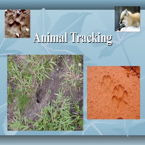 Animal tracking | PPT
