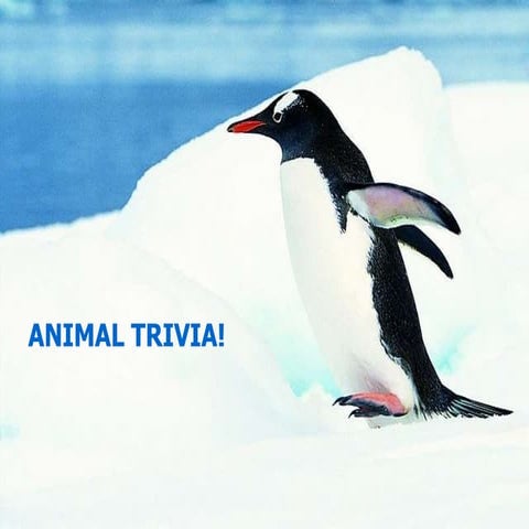 Animal Trivia | PPTX